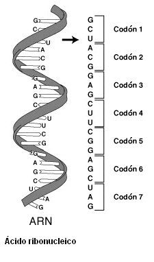 bioinformatica: codigo genetico