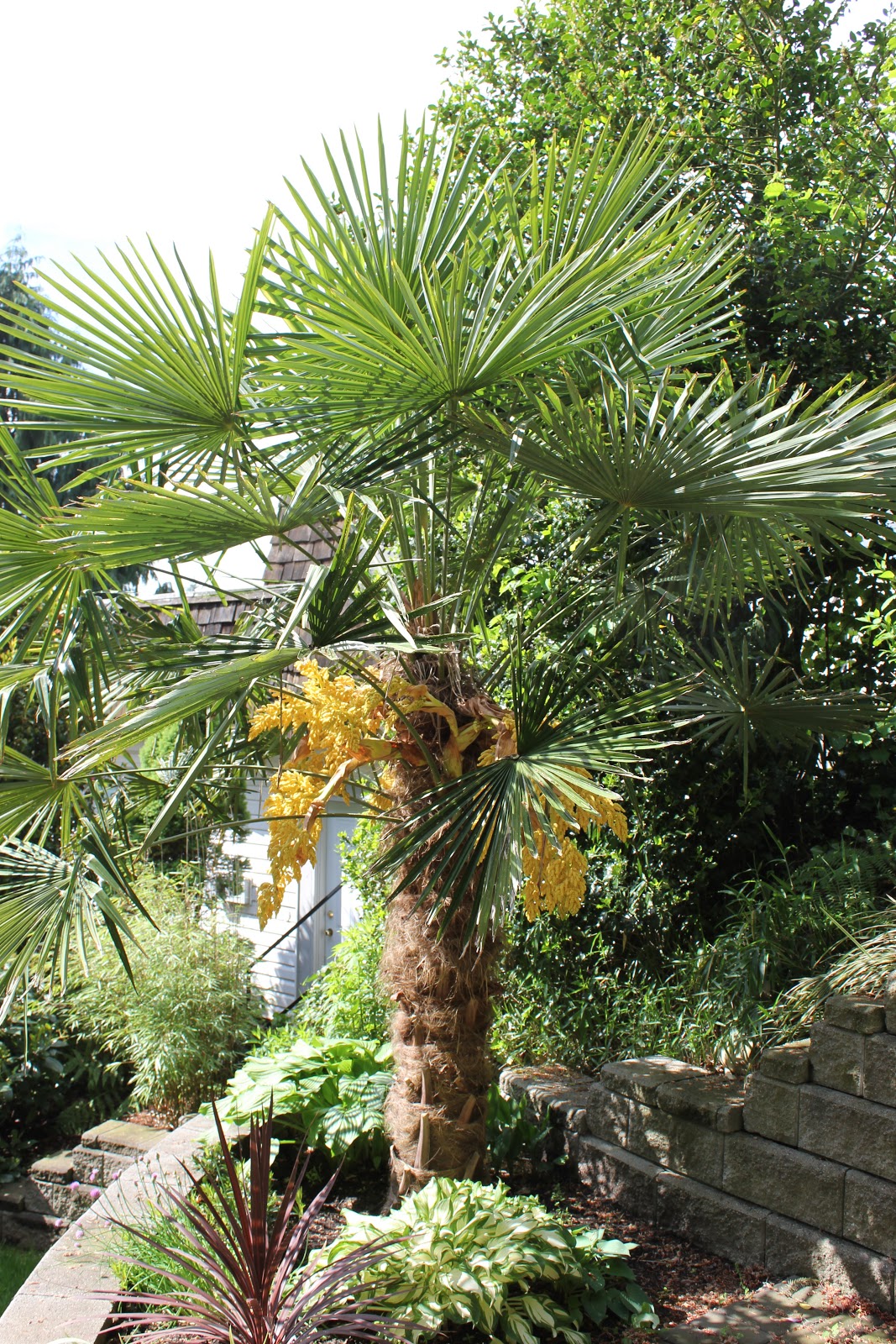 Chusan Palm (Windmill Palm) Tree