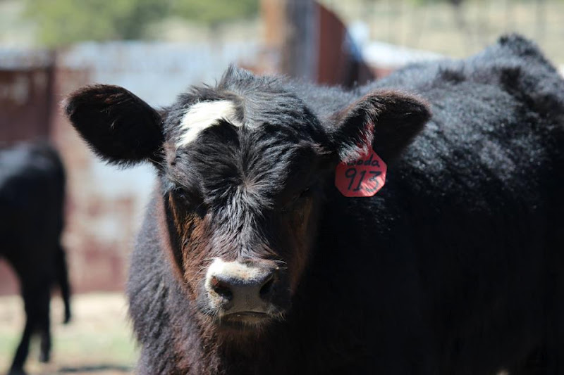 Lautner Farms: Bodacious Bull Calf - W.W. Cattle