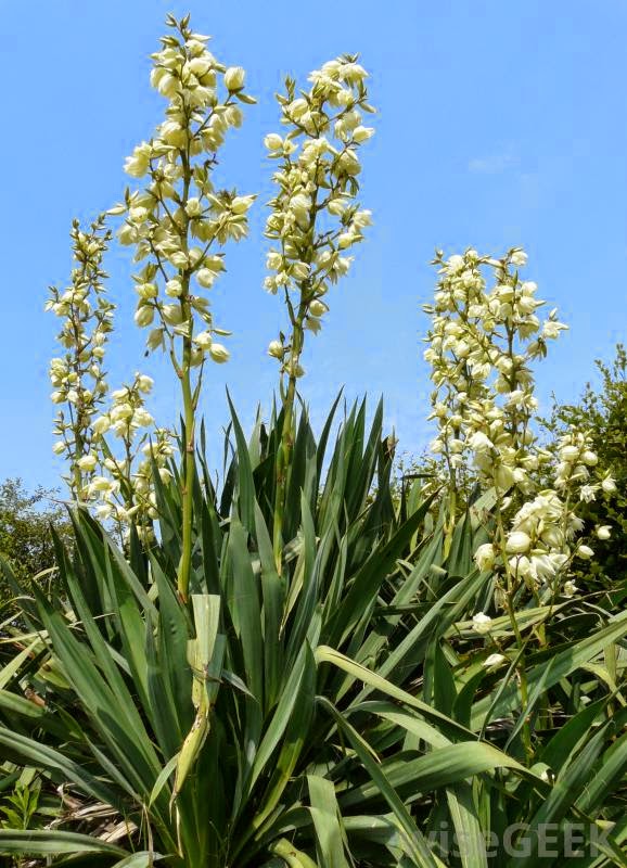 Yucca Tea Benefits ~ Healthy Tea 101