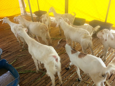 Techie2Aggie: Phase 1 Goat Procurement : Tellacherry and Kanni Aadu