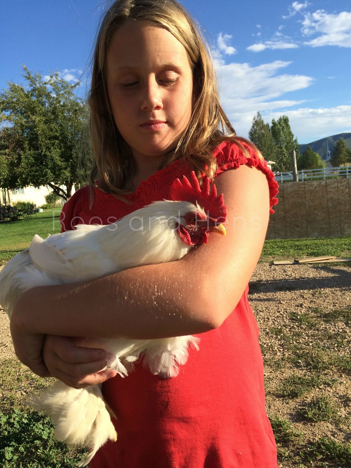 Roos and Hens : Chickens Free Therapy and Life Lessons
