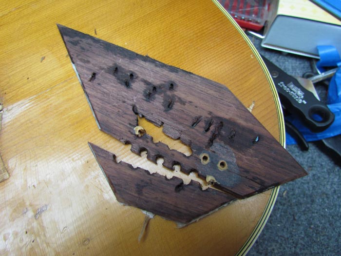 1970s Martin Guitar Bridge Plate Removed Crawls Backward (When Alarmed)