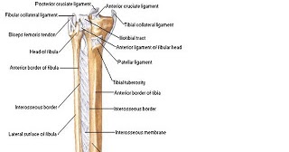 Fraktur Tibia Plateau atau Patahan/Retakan Pada Lutut - Info Dokter
