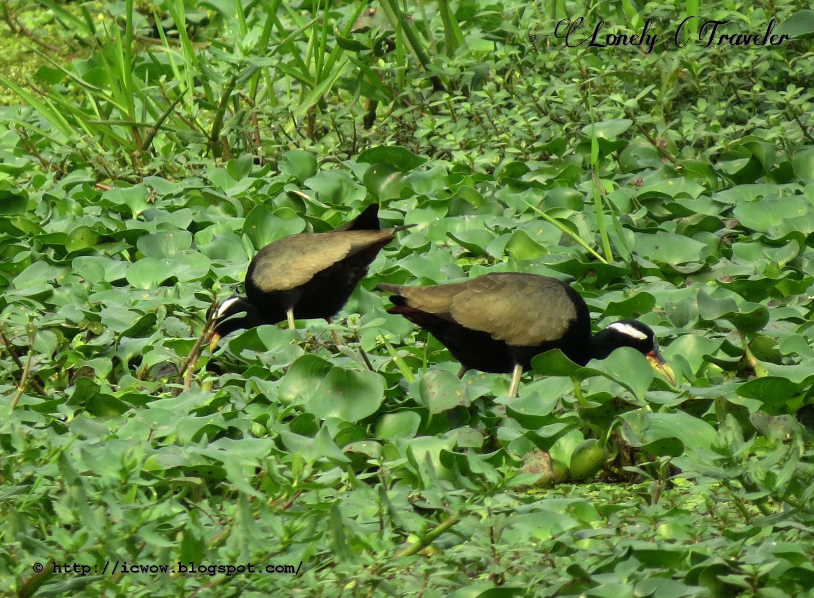 Bronze-winged jacana - Metopidius indicus