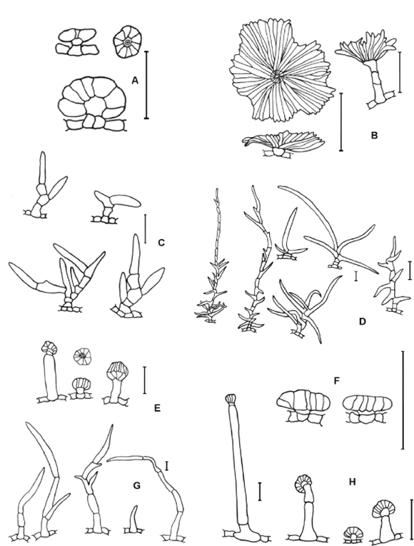 Anatomia Vegetal - Microscopia: Tipos de Tricomas