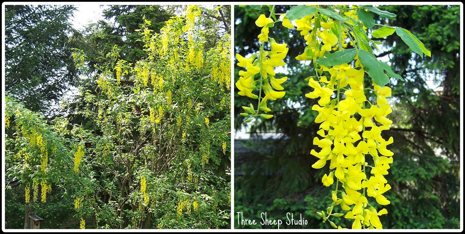 Three Sheep Studio: A Spring Garden Tour...