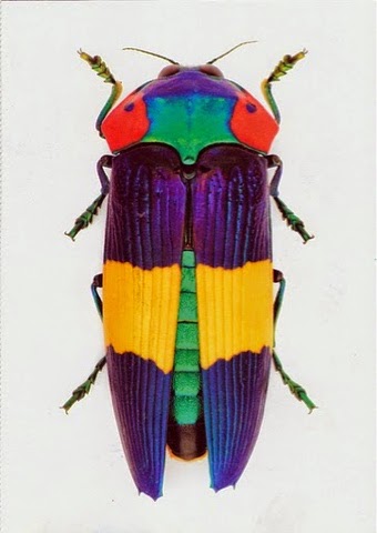 Smocks & Splatter: Symmetry & Insect Creations!