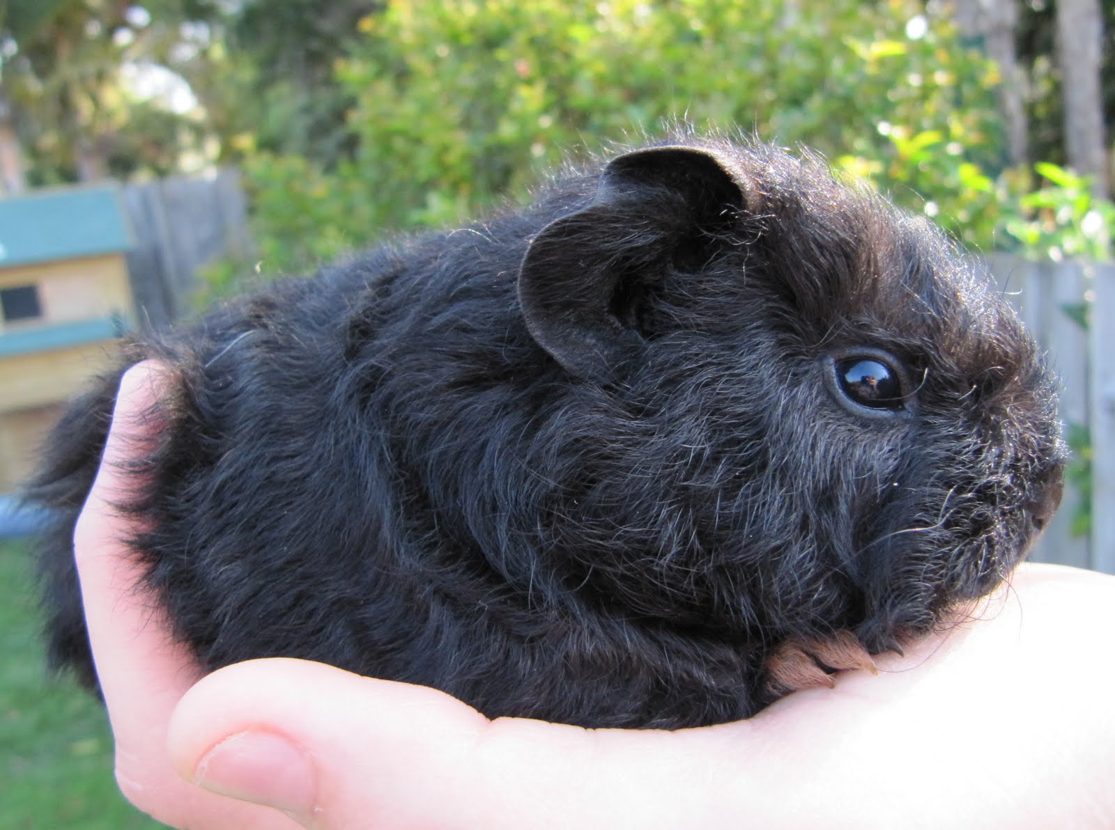 All Things Guinea Pig: Kobe and her babies