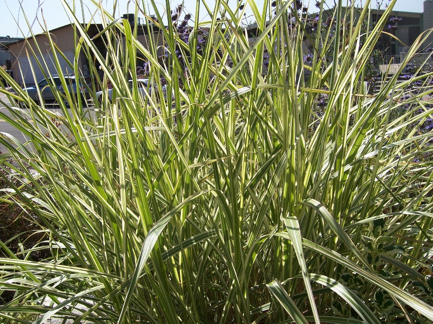 The 2 Minute Gardener: Photo - Variegated Maiden Grass (Miscanthus ...