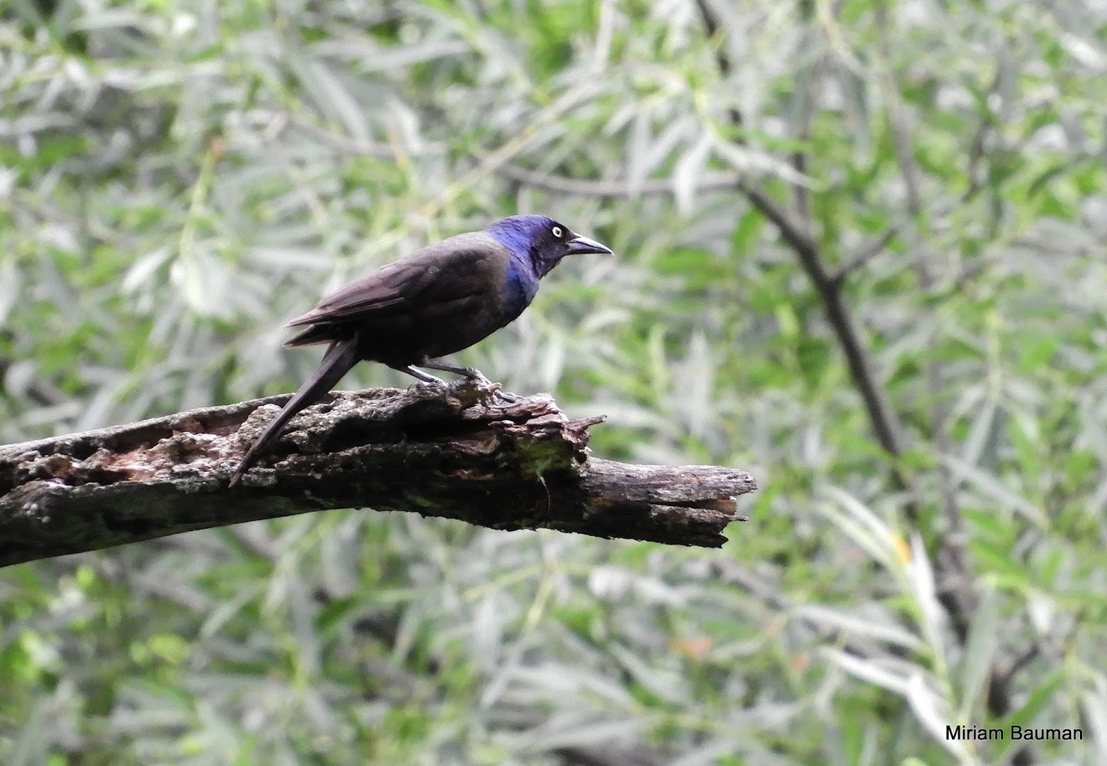 The North Shore of Lake Ontario - Travels With Birds
