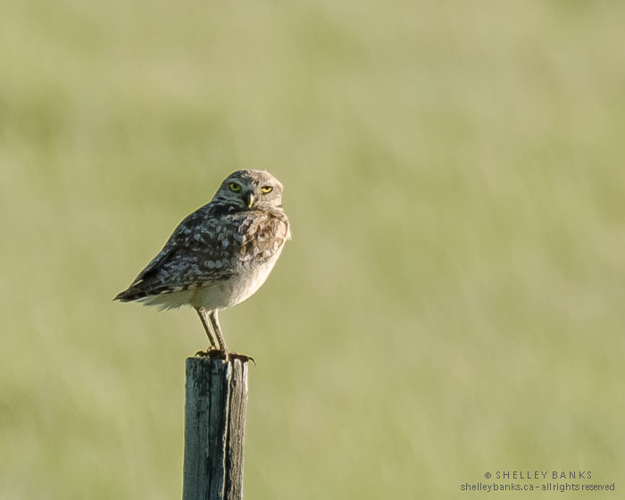 Prairie Nature: Burrowing Owls: Sentries in Fields and Prairie Dog Towns