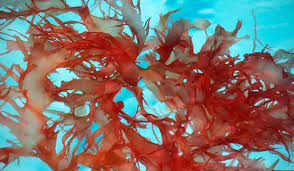 Algas (Alias Protistas): ALGAS ROJAS (RHODOPHYTA)