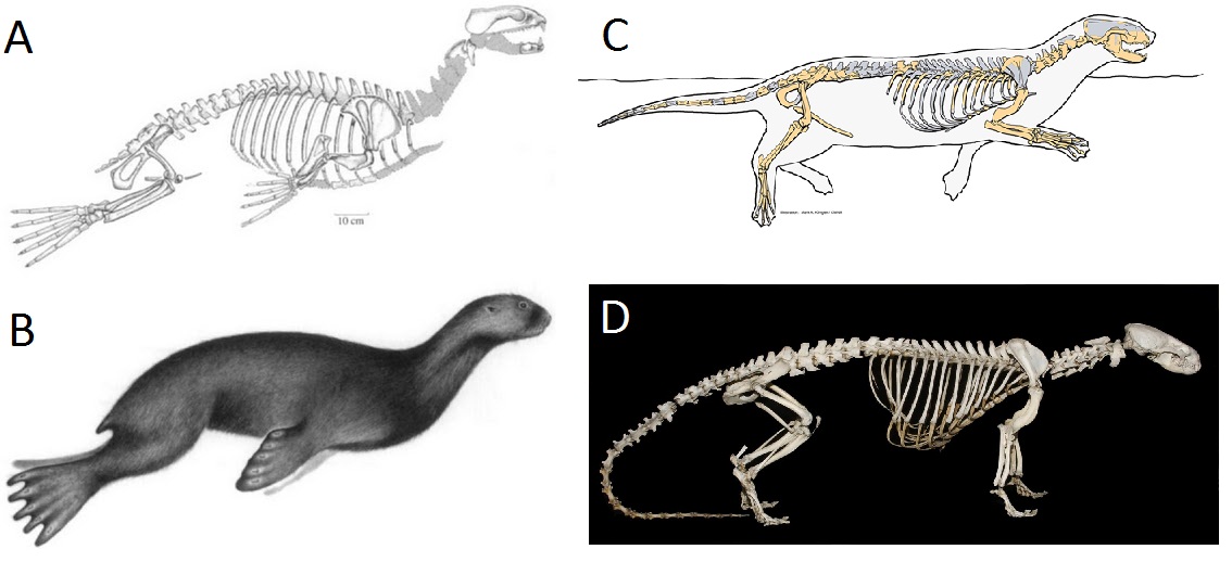 The Coastal Paleontologist: Is Puijila a pinniped?