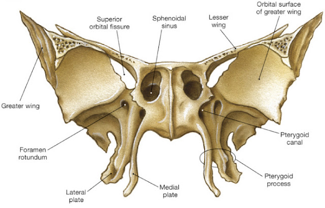 해부 골학 나비뼈 접형골 Sphenoid bone ~ Healthy Happy