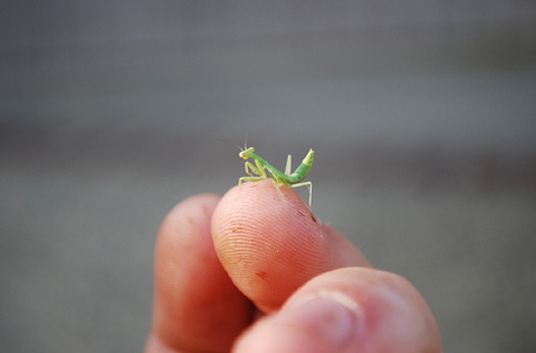 15 Cute baby praying mantises (15 pics) | Amazing Creatures