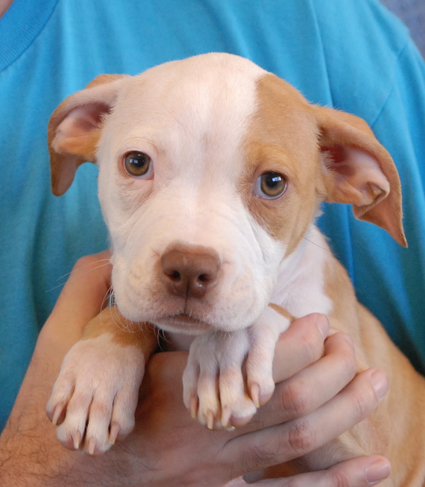 6 breathtakingly cute Bully & Retriever mix puppies debuting for adoption!
