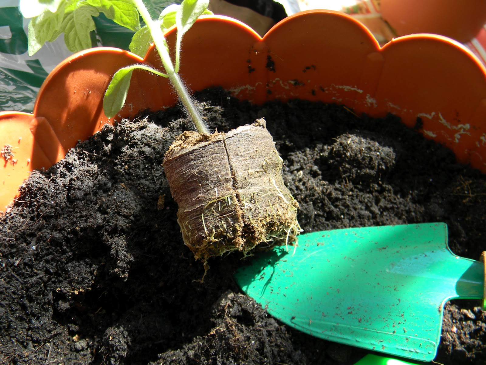 Gradina de pe balcon: A doua generatie de rosii se muta la vila