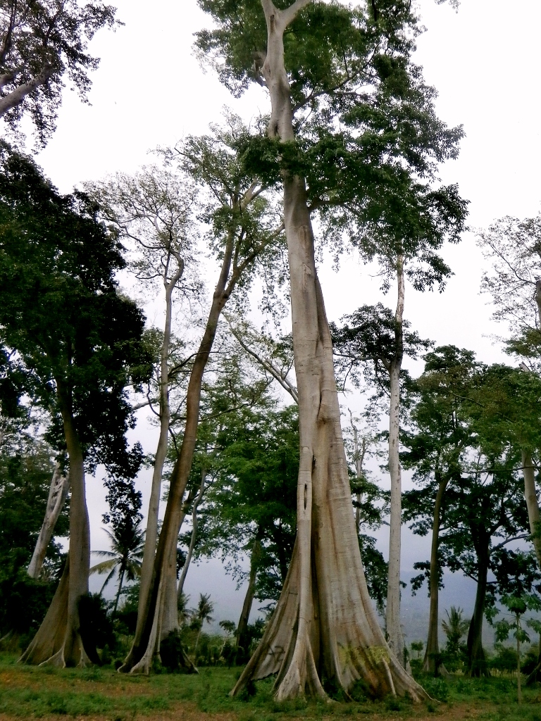 dolandolen: Pohon Purba Lian di Lombok Timur