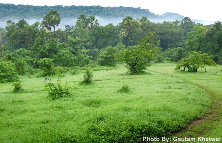 Yeoor Hills, SGNP, Thane: Yeoor Hills Forest