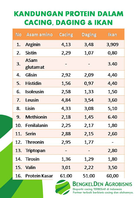 INDONESIA LUMBRICUS RUBELLUS CENTER: KANDUNGAN PROTEIN CACING PALING TINGGI
