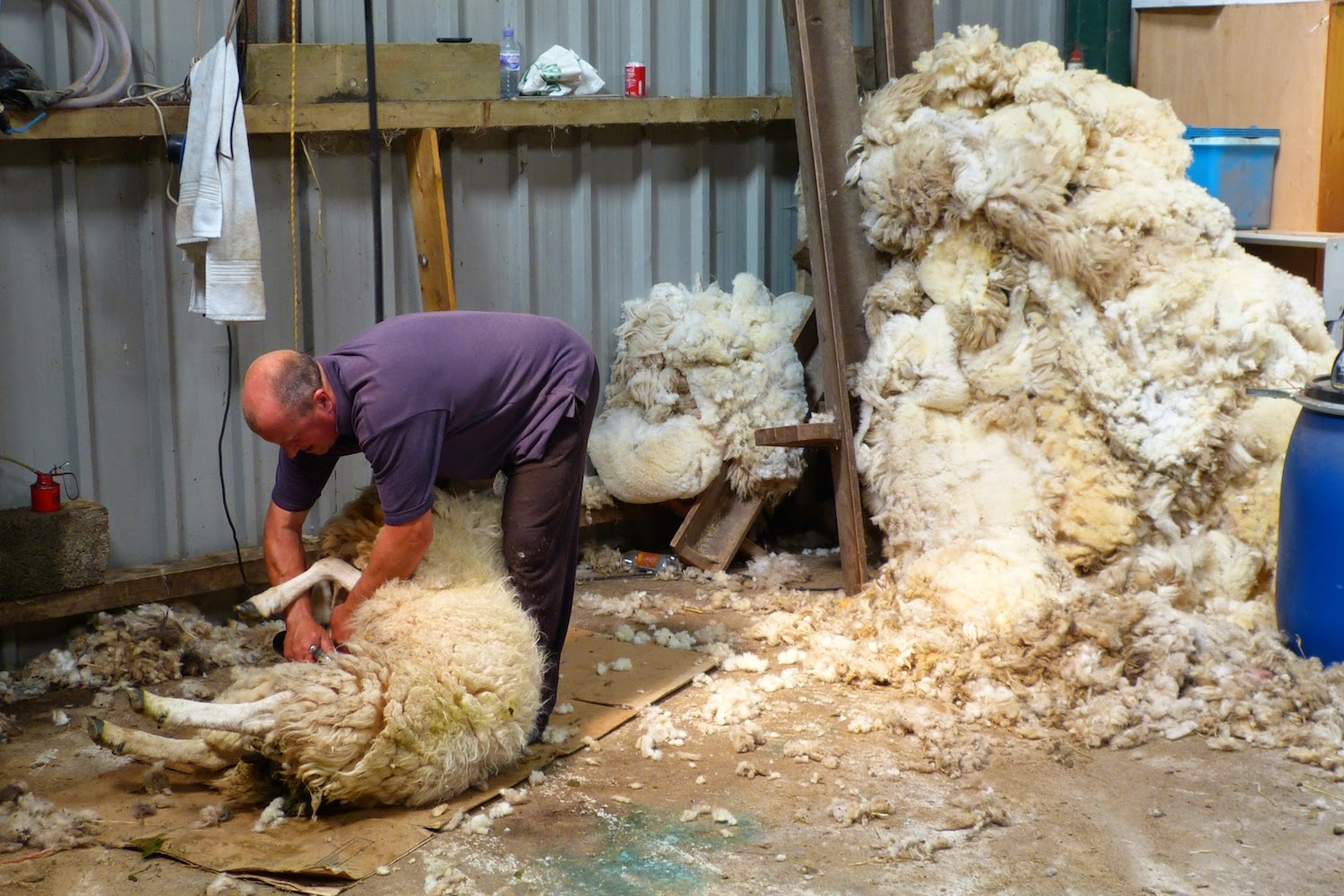 A Kilchoan Diary: Shearing
