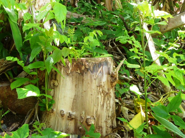 Maui Jungalow: The beautiful and INVASIVE African Tulip Tree (aka Flame ...
