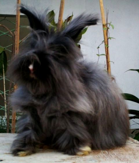 cara berternak kelinci: the types of rabbit