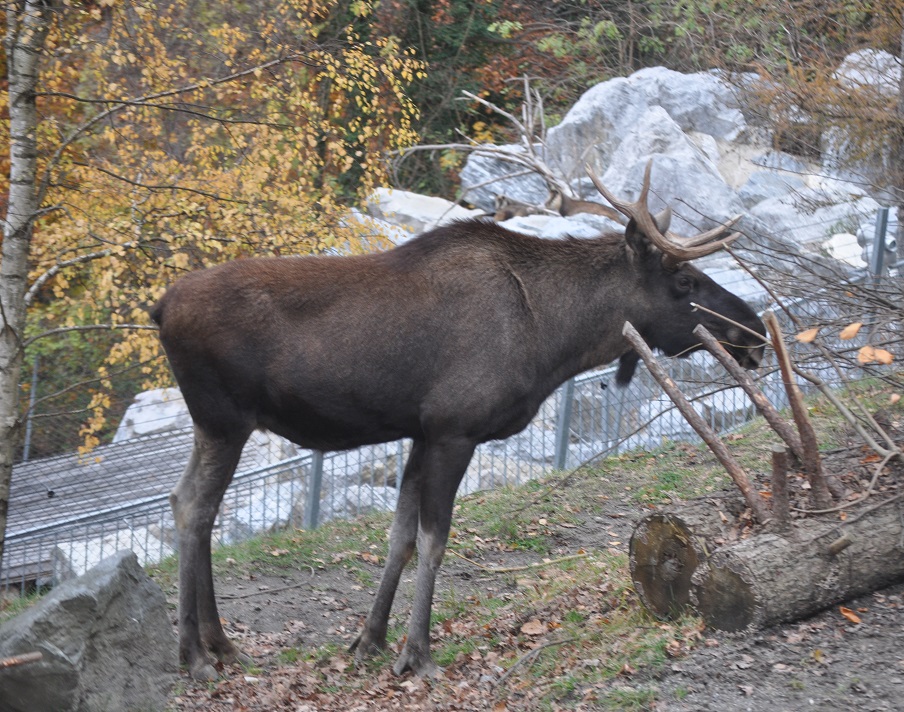 ZOOTOGRAFIANDO (6.100 ANIMALS): ALCE EUROASIÁTICO / EURASIAN ELK (Alces ...
