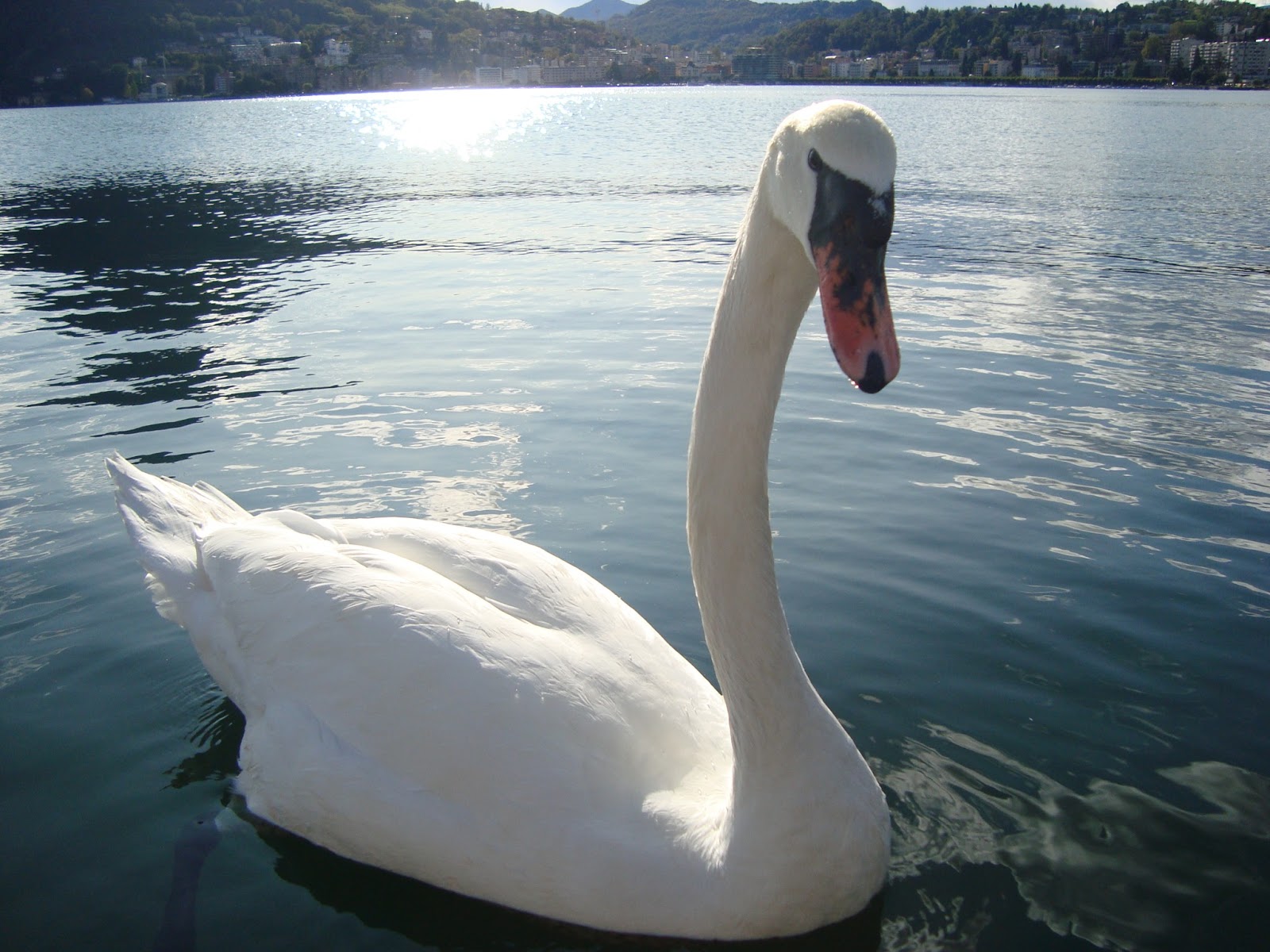 ...che mondo buCANEve...!: Animali e pensiero magico - Il cigno, l'oca