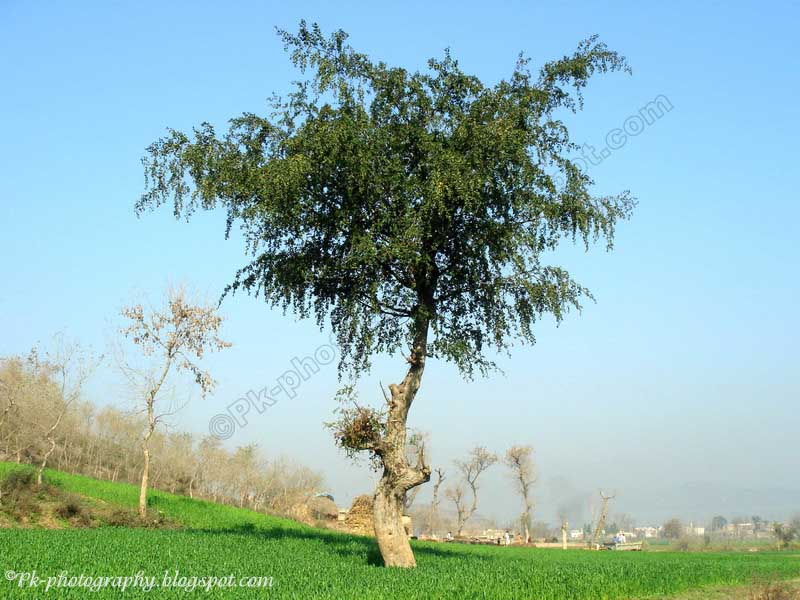 Jujube Tree | Nature, Cultural, and Travel Photography Blog