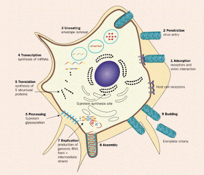 Infection Landscapes: Rabies