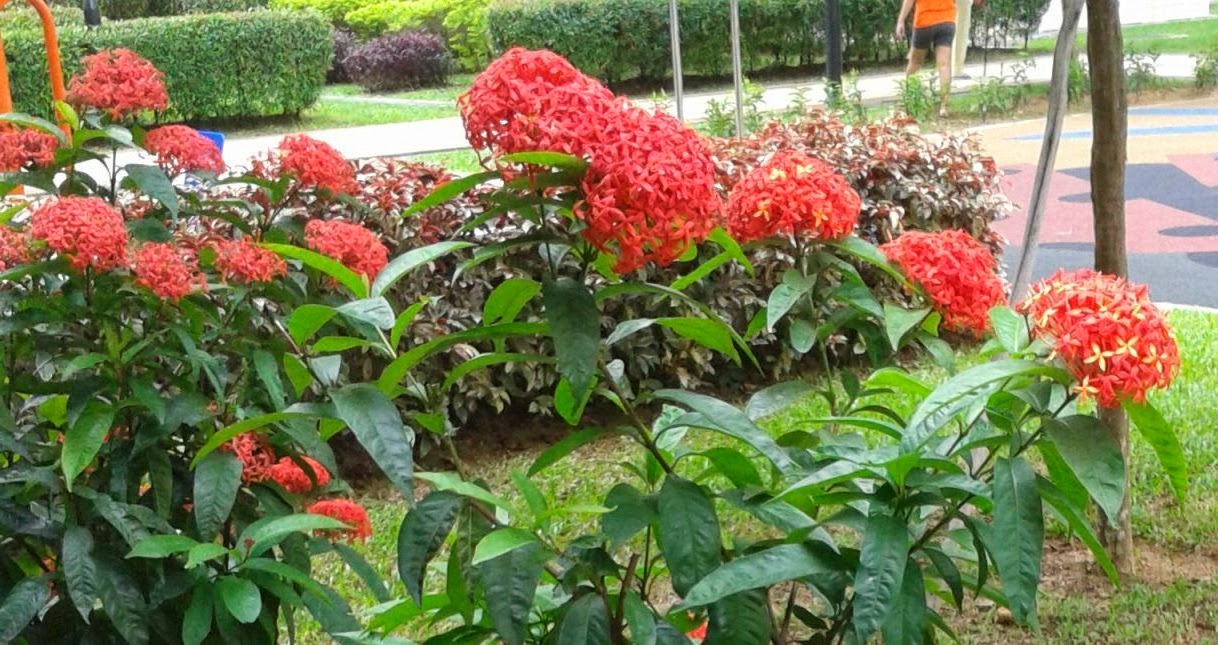 simperblog: The Ixora Bloom