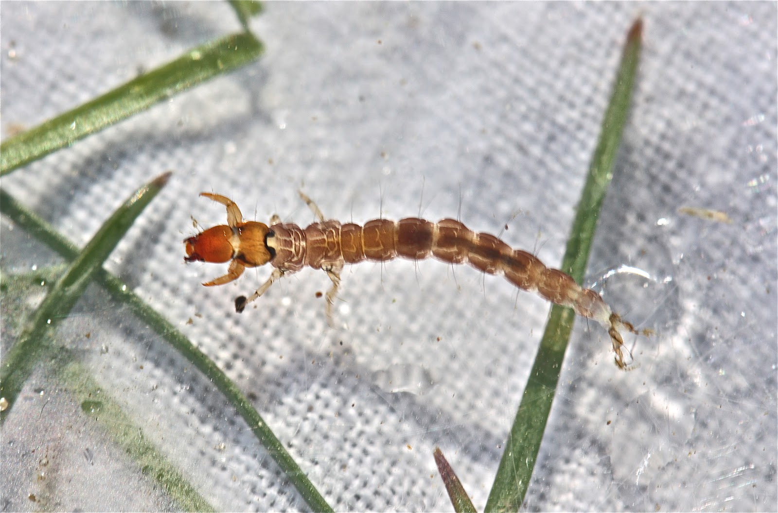 Aquatic Insects of Central Virginia: The Baetis tricaudatus Hatch is ...