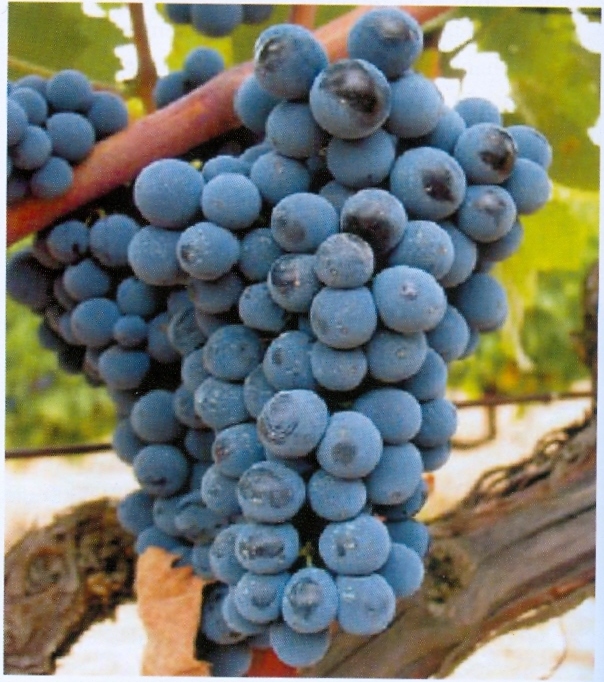 MoliSeb Wine & Food Blog: TINTILIA