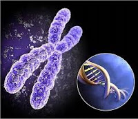 contekan biologi: Kromosom