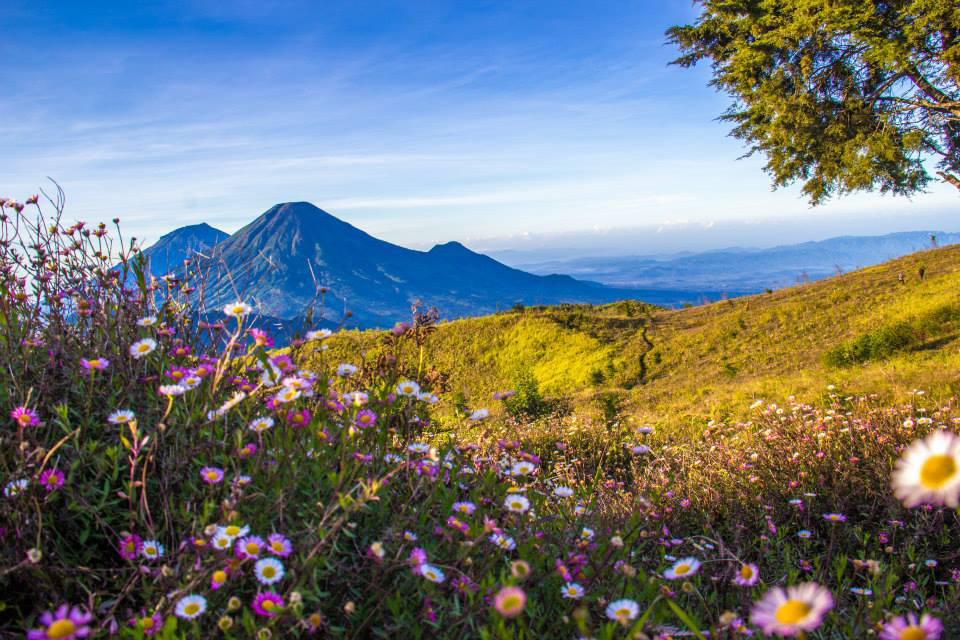 55+ Ide Bunga Edelweis Di Gunung Prau, Gambar Bunga