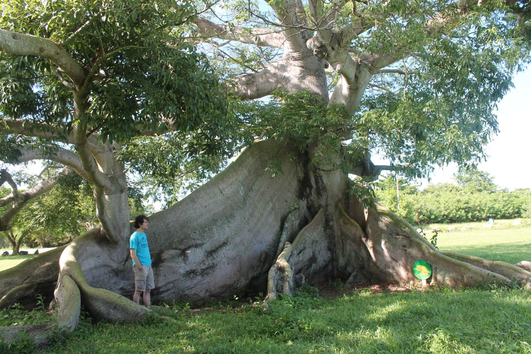 Vieques Honeymoon: The Ceiba Tree | Lindsay Eryn