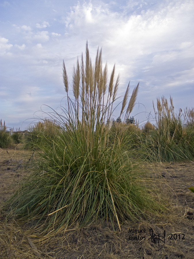 Naturaleza y Fotografía en Motril: Carrizo de la Palma (Cortaderia ...