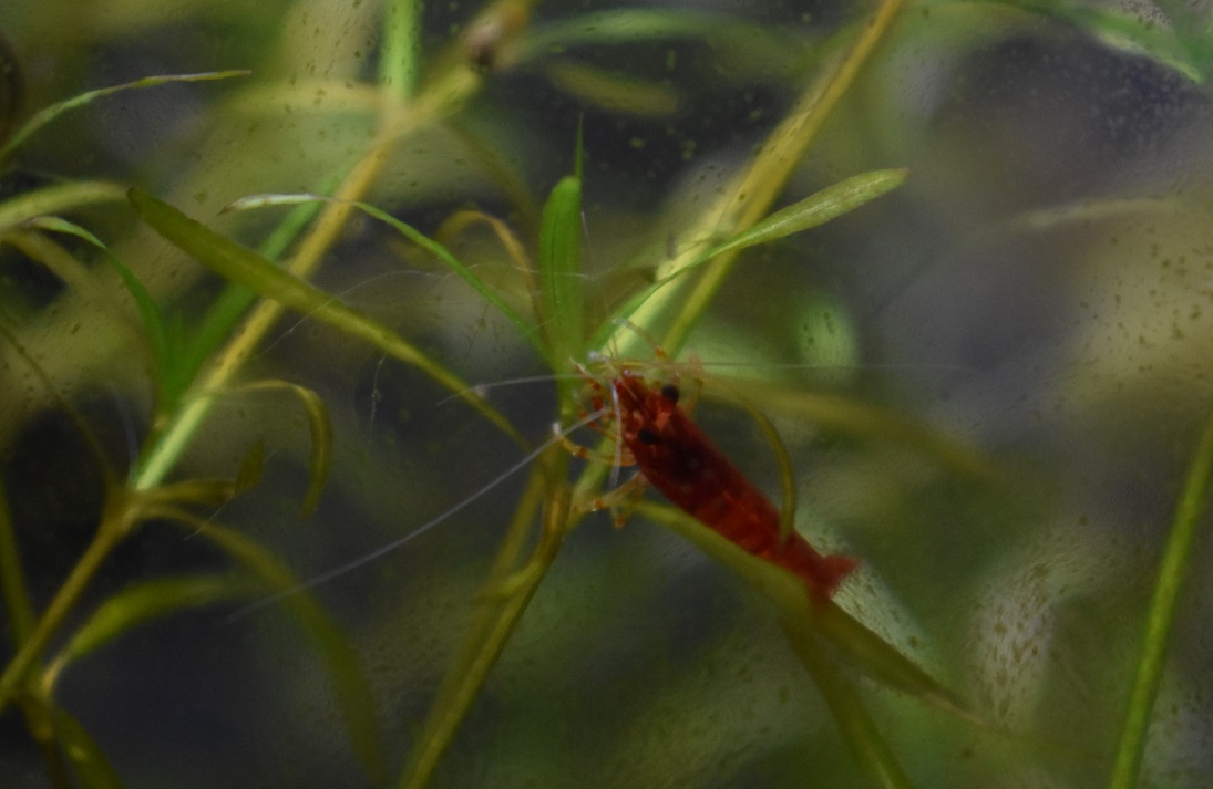 ZOOTOGRAFIANDO (6.100 ANIMALS): GAMBA RED CHERRY / RED CHERRY SHRIMP ...