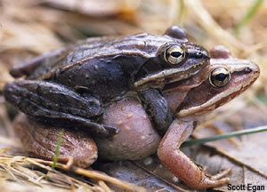 Scherman Hoffman Wildlife Sanctuary: Wood Frog Tadpoles at the Nature ...