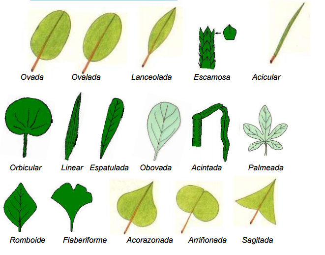 ESTRUCTURA DE LAS HOJAS: MARCO TEORICO