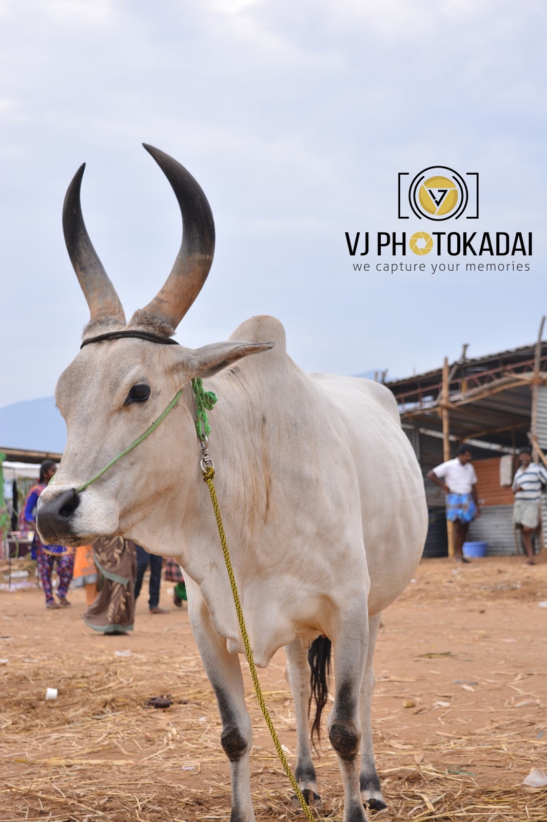 Vj Photo kadai: Tamil Nadu Cattle breeds (Naatu Maadu) an quick review.