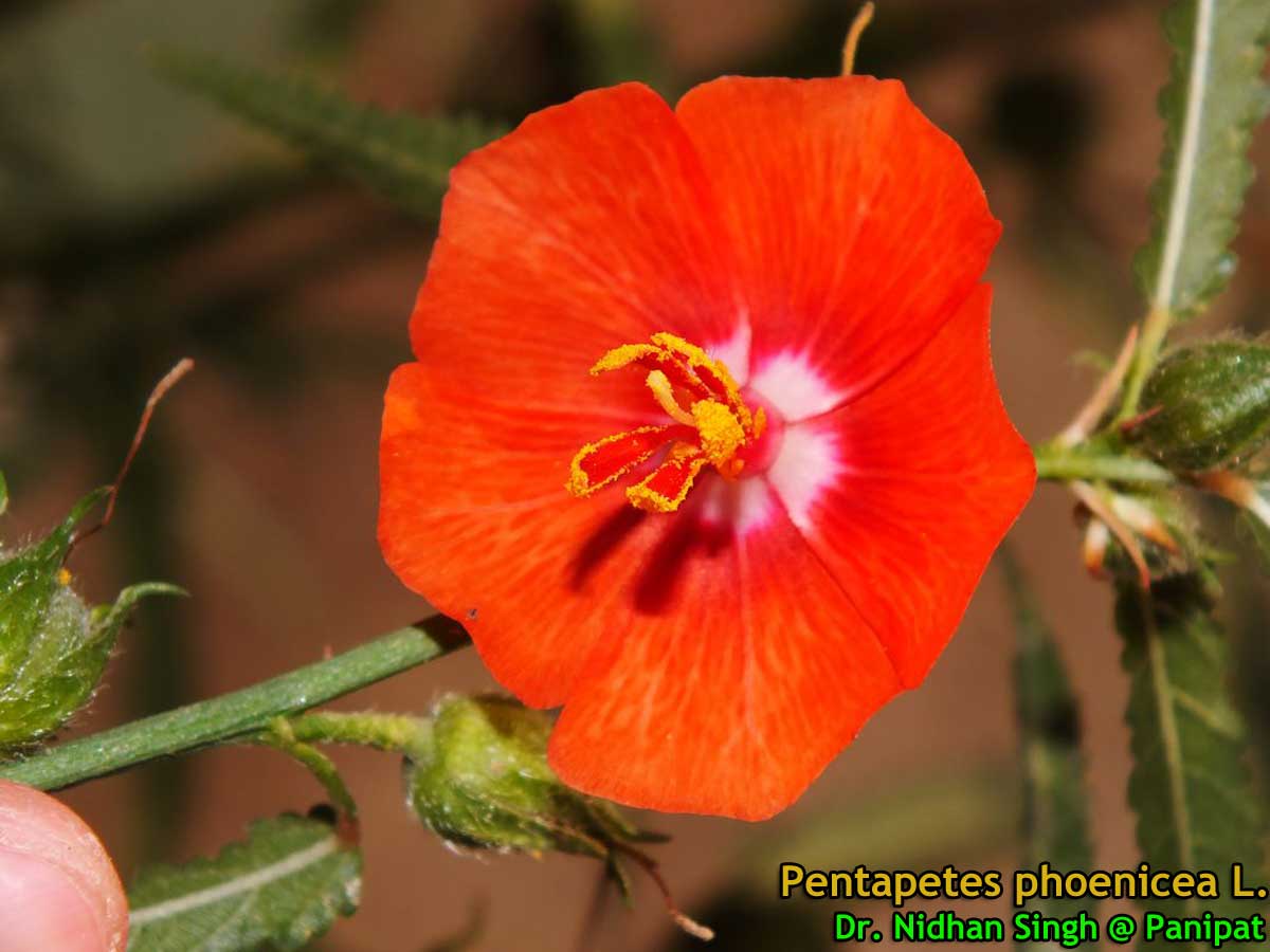 Medicinal Plants: Pentapetes phoenicea, bandhuka, goji-ka, flores de ...