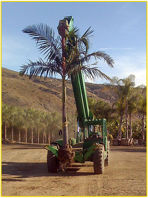 Gregory Palm Farms : Palm Tree Installation, Re-location, On-site Work ...