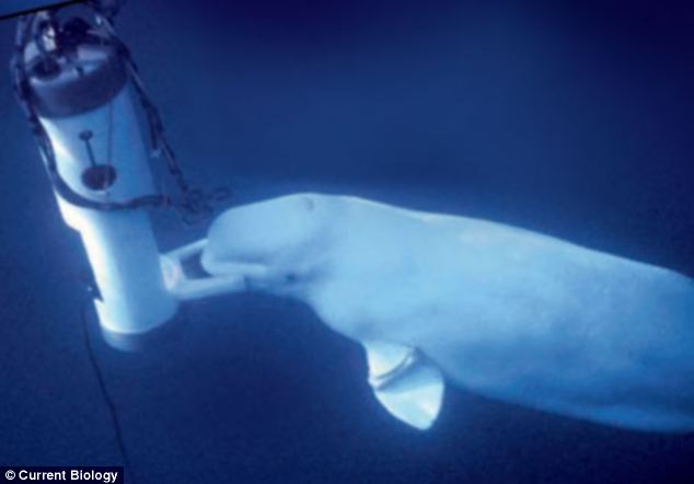 SILENT OBSERVER: The Whale who Learned to Talk (VIDEO) Incredible Story ...