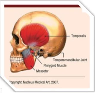 Royal Glamour Radiologi: Temporo Mandibular Joint (TMJ)