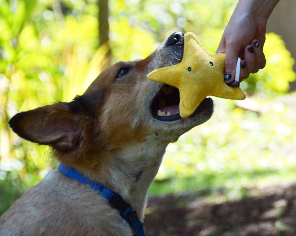 The Dog Geek: Product Review: P.L.A.Y. Star Stuffy