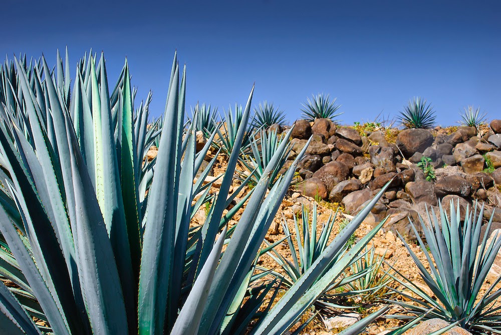 Agava Sirup ~ HronoMan