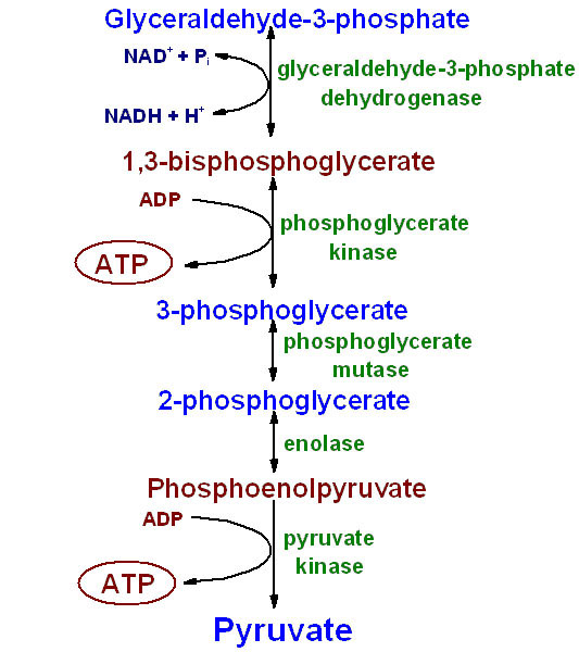 SmileTalk Paramedical : Glycolysis Steps -DMLT Final year
